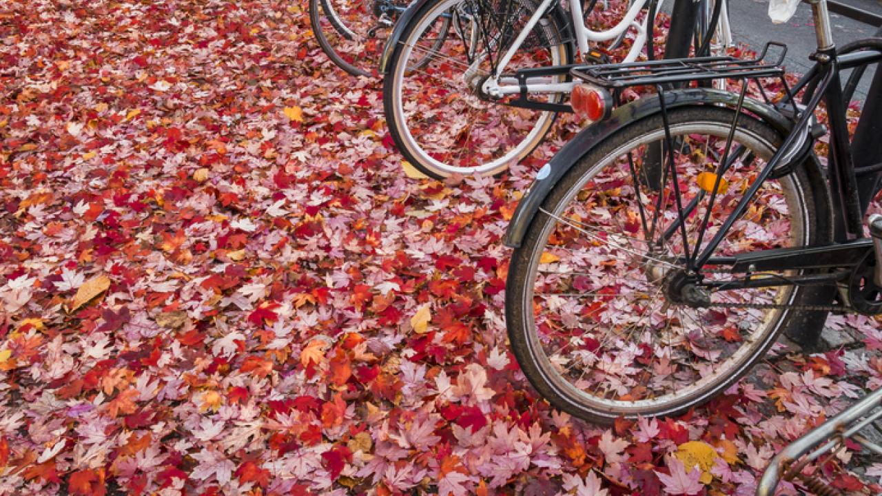 Why Fall is the Best Season for Bike Riding | Transportation